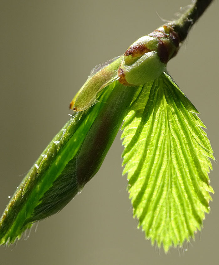 CERTIFIED B CORPORATION – Irene Forte Skincare